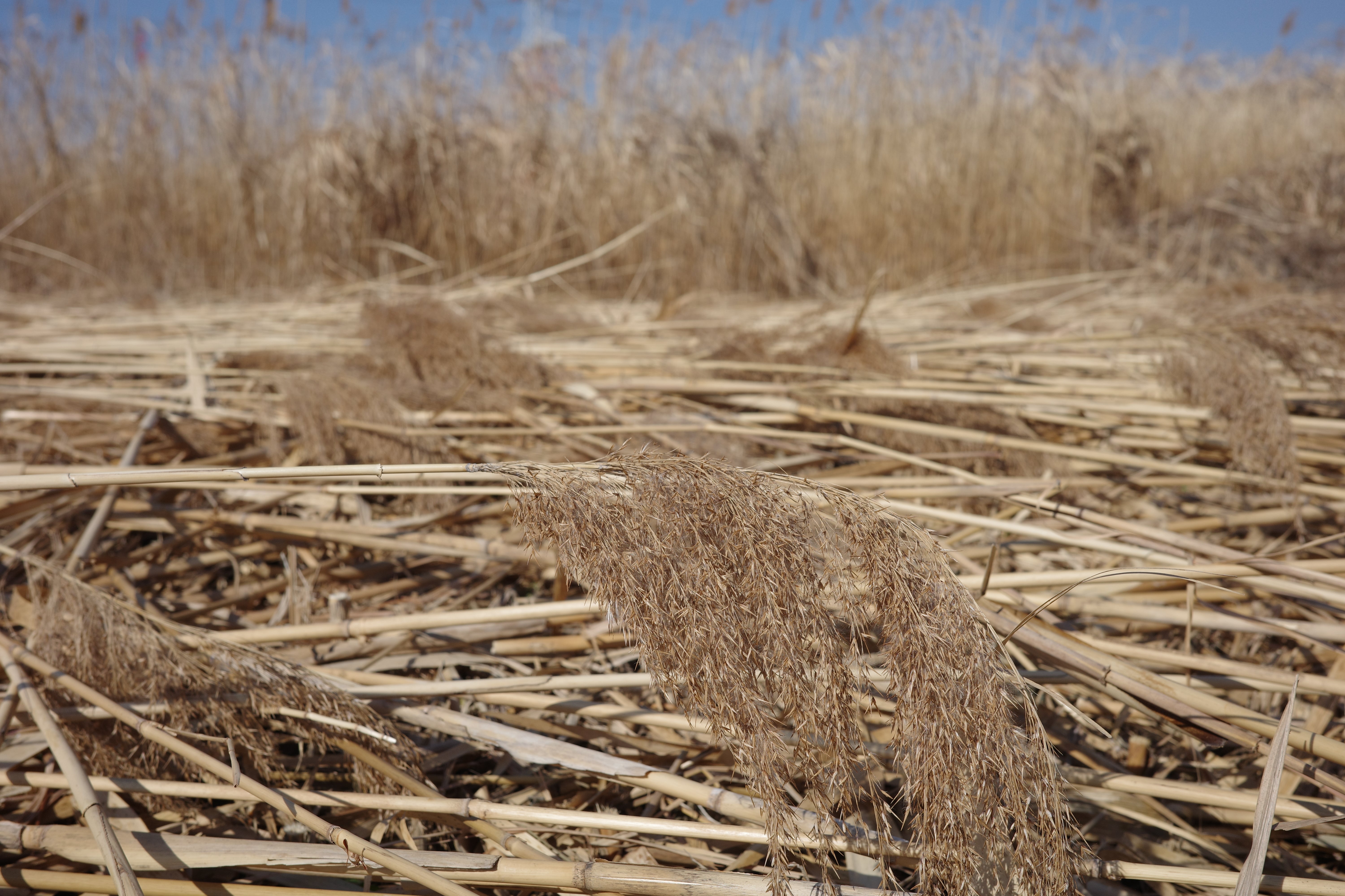 鵜殿ヨシ原のヨシ刈りボランティアに IFME が参加しました！ – IFME公式オンラインストア